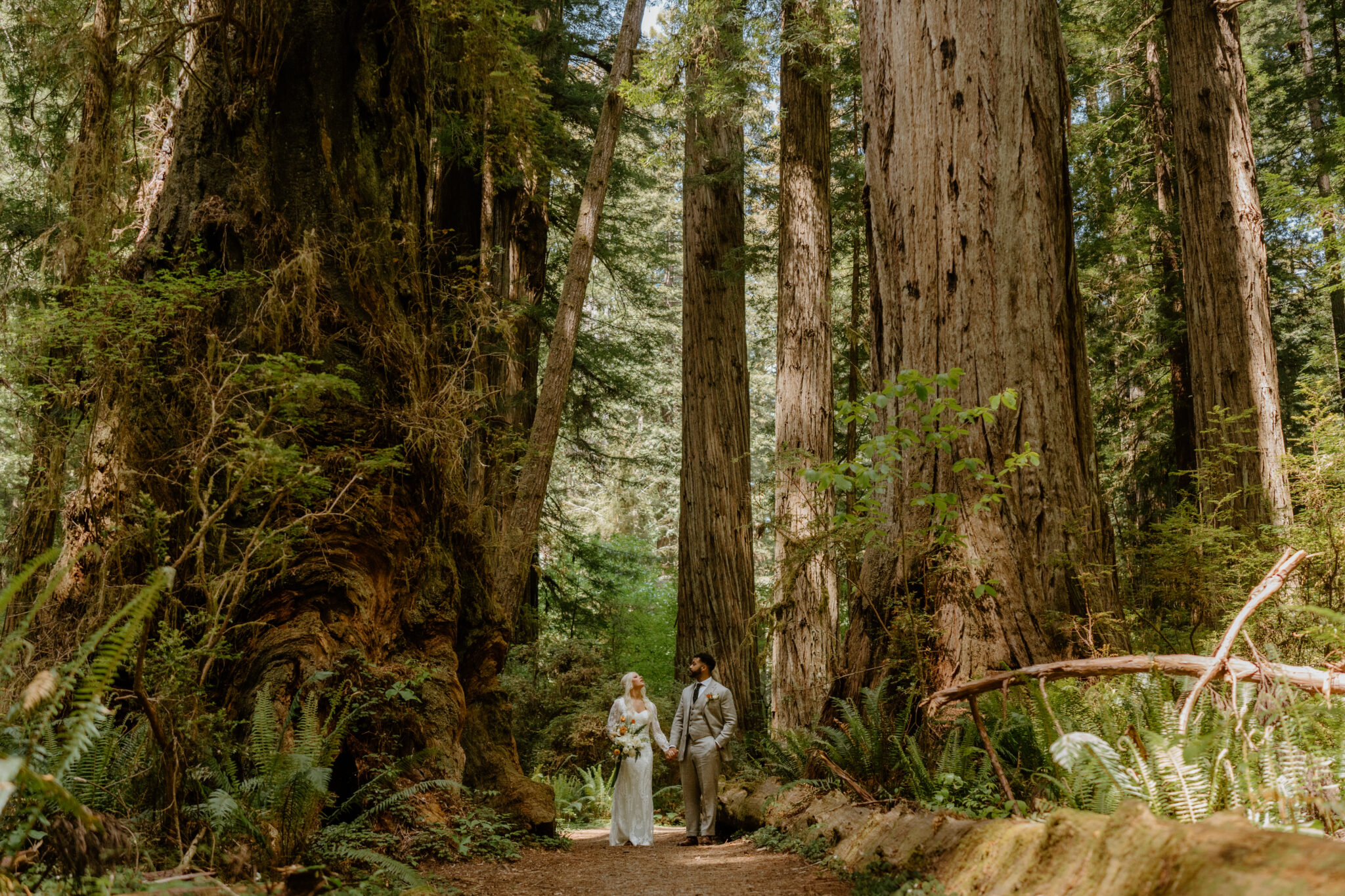 Redwoods Elopement Planning Guide: How to Elope in the Redwoods ...